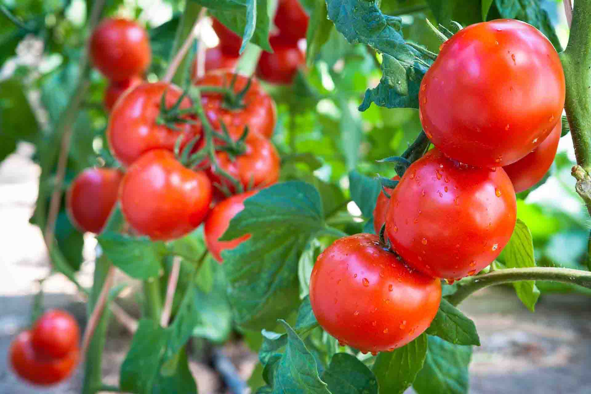Tomato | Elixir Group