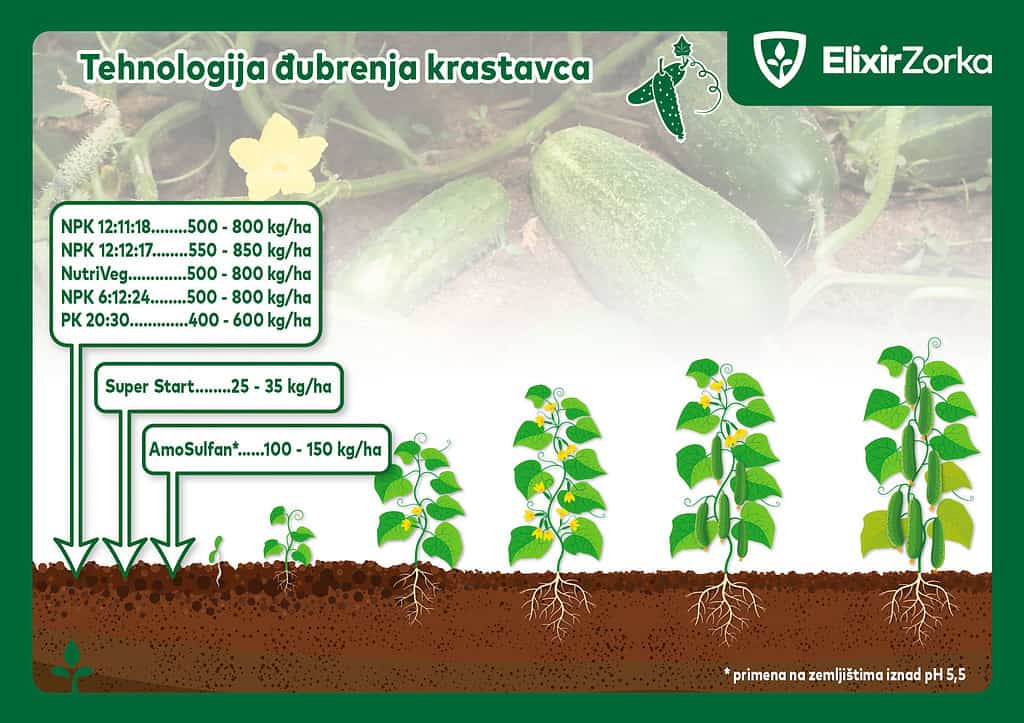 Preporuke đubrenja krastavca - Elixir Group