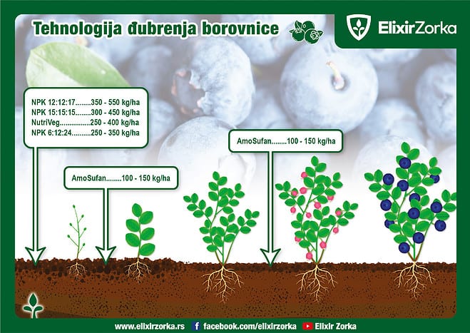Preporuke đubrenja borovnice - Elixir Group